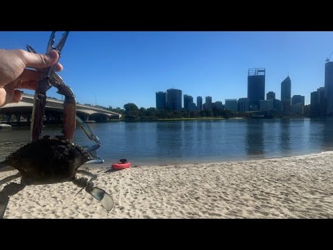 GIANT Blue Swimmer Crab Caught Off Kayak!! Swan River Crabbing Perth ...