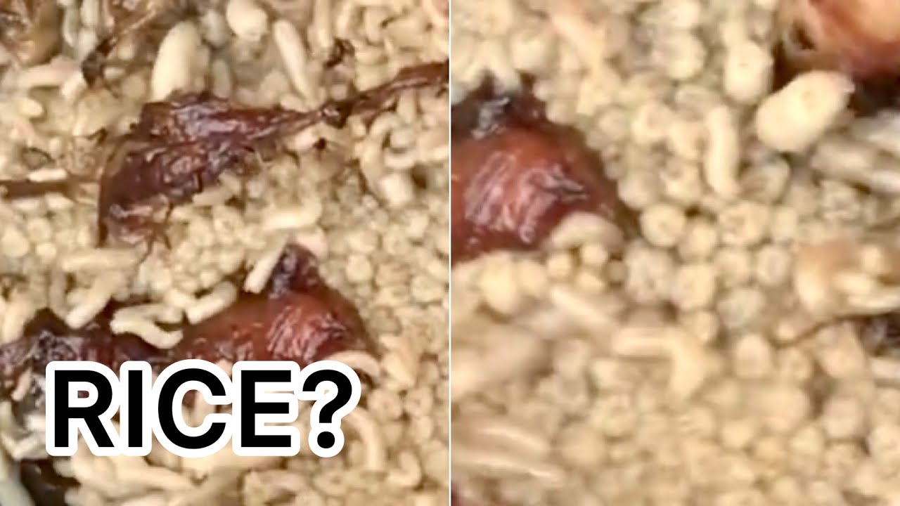 Maggots Eat Whole Sheep Head - YouTube