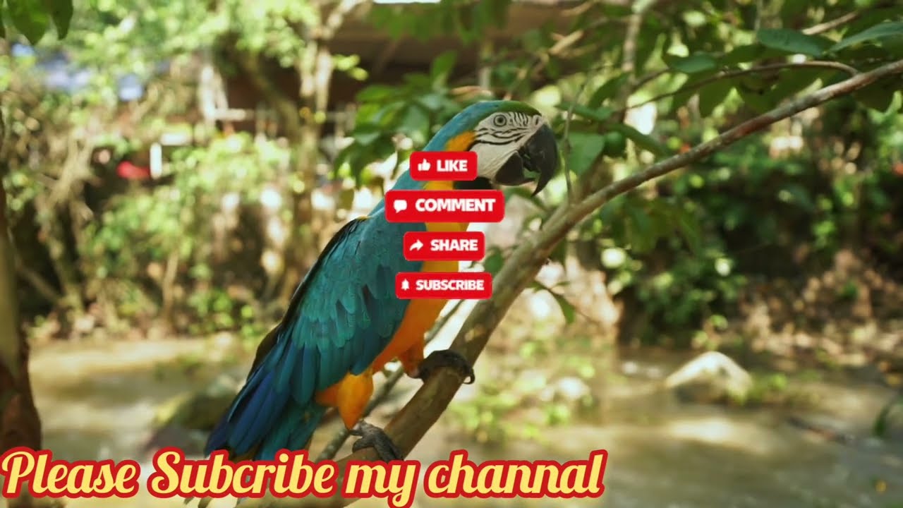 Colorful Birds Birds Sound Musicsound Beautyfull Nature Birds cute colorful-birds-birds-sound-musicsound-beautyfull-nature-birds-cute