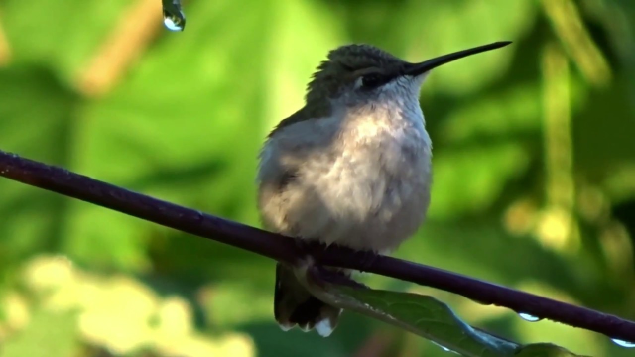 Hummingbird Flying - YouTube