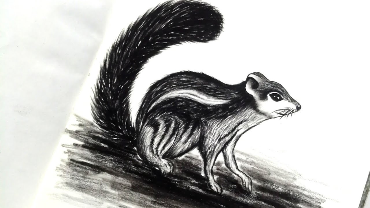 How to draw squirrel step by step ।। Squirrel drawing ।। Gilhari ...