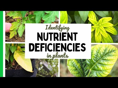What Are Some Signs Of These Nutrient Deficiencies In Plants