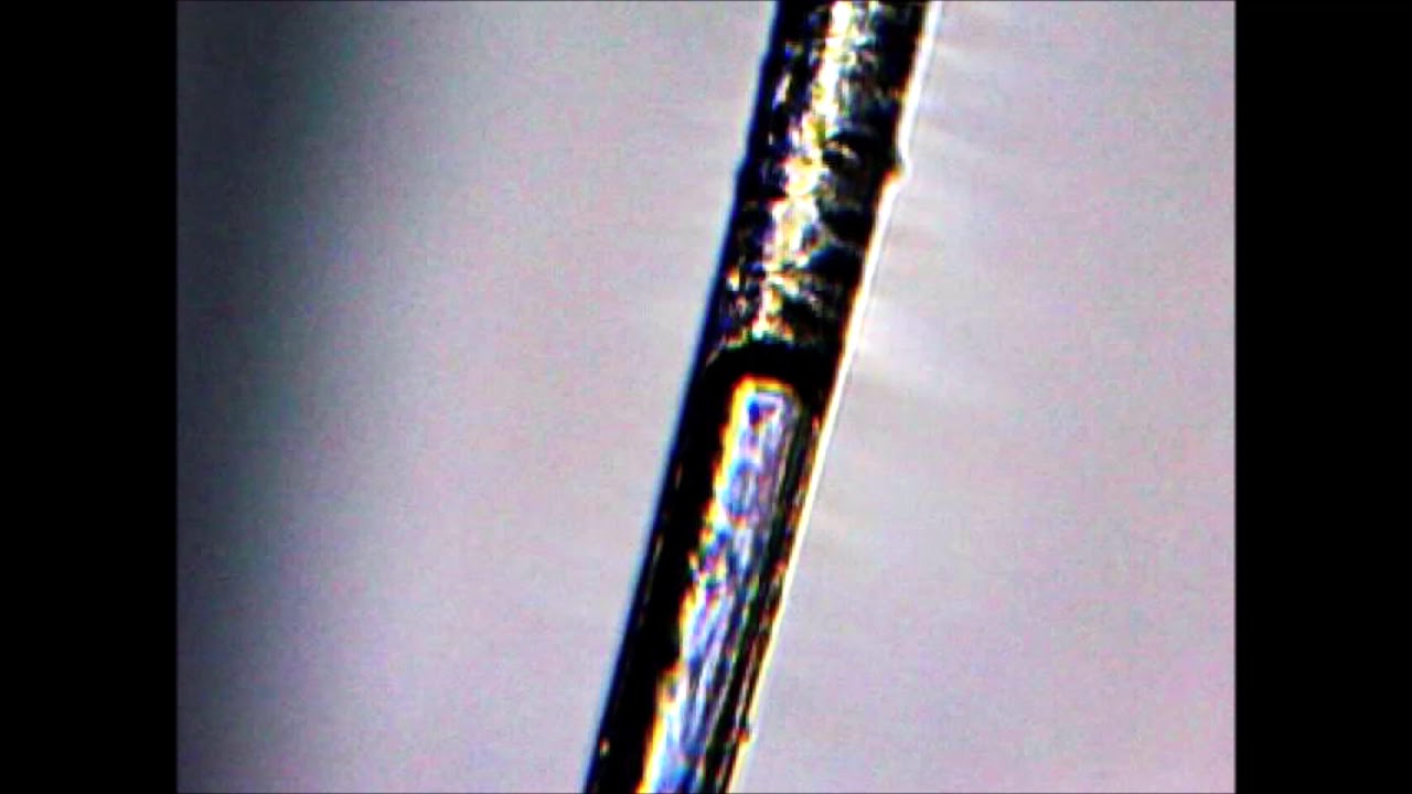 Grass Under The Microscope - YouTube