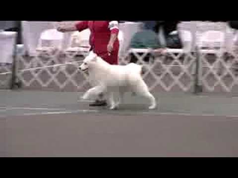 Vanderbilt Samoyeds - YouTube