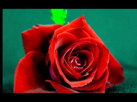 Ciwanser Shero Gula Mln