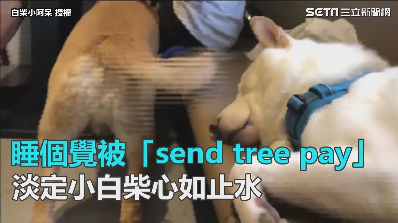 睡個覺狂被「send tree pay」 淡定小白柴心如止水｜三立新聞網SETN.com - YouTube