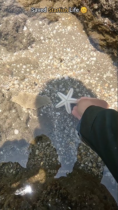 One small act of kindness - Saved Starfish life 🥺 #shorts - YouTube