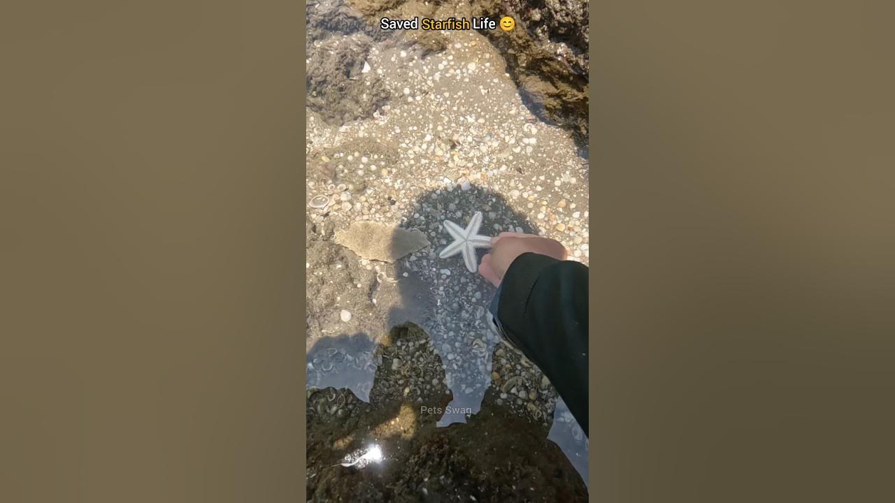 One small act of kindness - Saved Starfish life 🥺 #shorts - YouTube