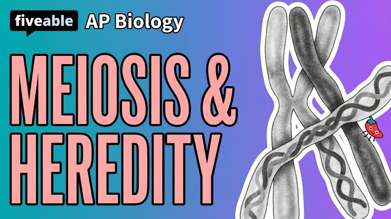 AP Biology - Meiosis & Intro to Heredity | Fiveable Cram Archive