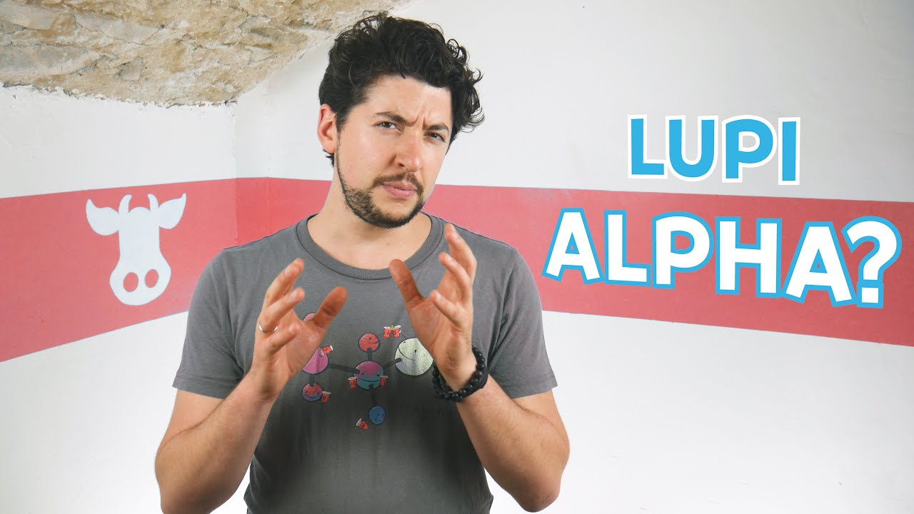Lupi ALPHA? 🐺 - YouTube