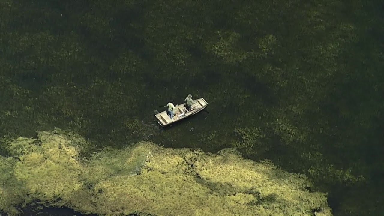 Video shows deadly alligator attack scene - YouTube