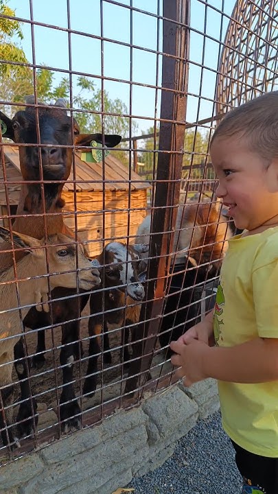 Um-Al-Quwain zoo - Part 1/ Sharjah tourism/ A trip to open zoo with ...