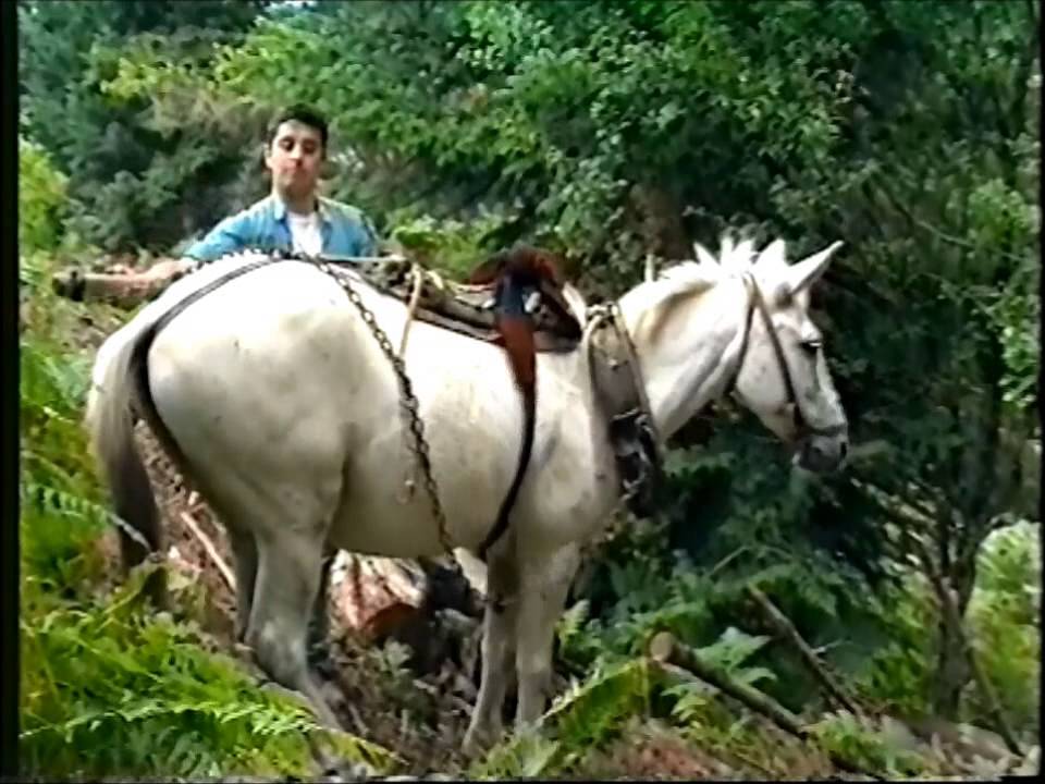 ΚΟΨΙΜΟ ΚΑΙ ΤΡΑΒΗΓΜΑ ΚΟΥΤΣΟΥΡΩΝ-ΠΕΡΙΟΧΗ ΑΣΠΡΟΠΟΤΑΜΟΥ ΤΡΙΚΑΛΩΝ-2000 - YouTube