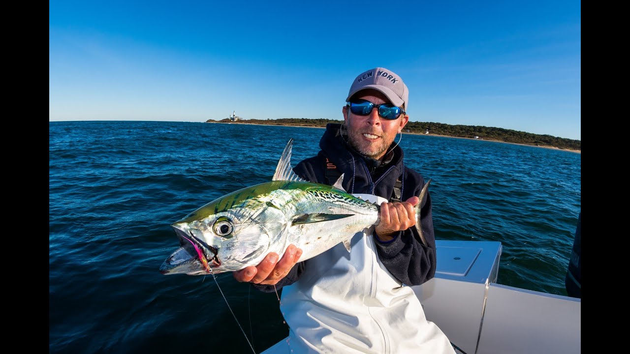 Fly Fishing Albies, False Albacore September 2016, Long Island, New ...