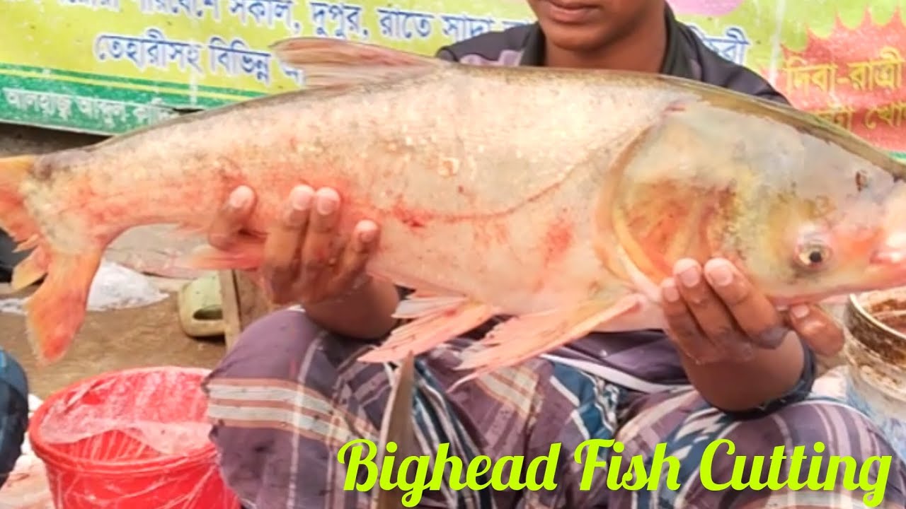 Amazing Giant Bighead Fish Cutting Techniques | Fish Cutting Skills ...