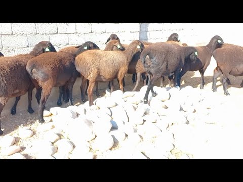 Hissar sheep of Surkhandarya | Гиссарские овцы СУРХАНДАРЬИ 😻 - YouTube