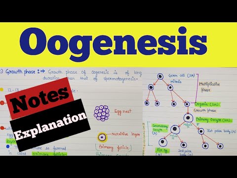What is oogenesis | Oogenesis class 12 | Oogenesis notes | Oogenesis ...