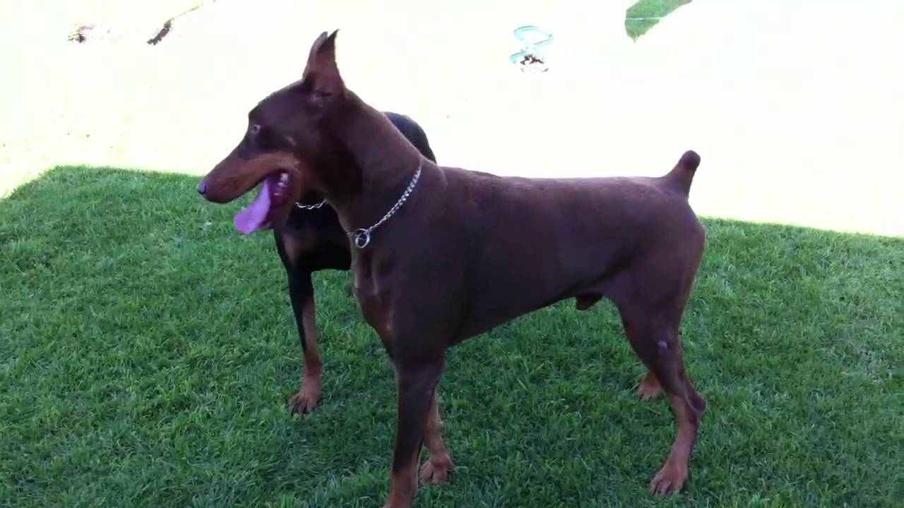 Breeding my red dobie - YouTube