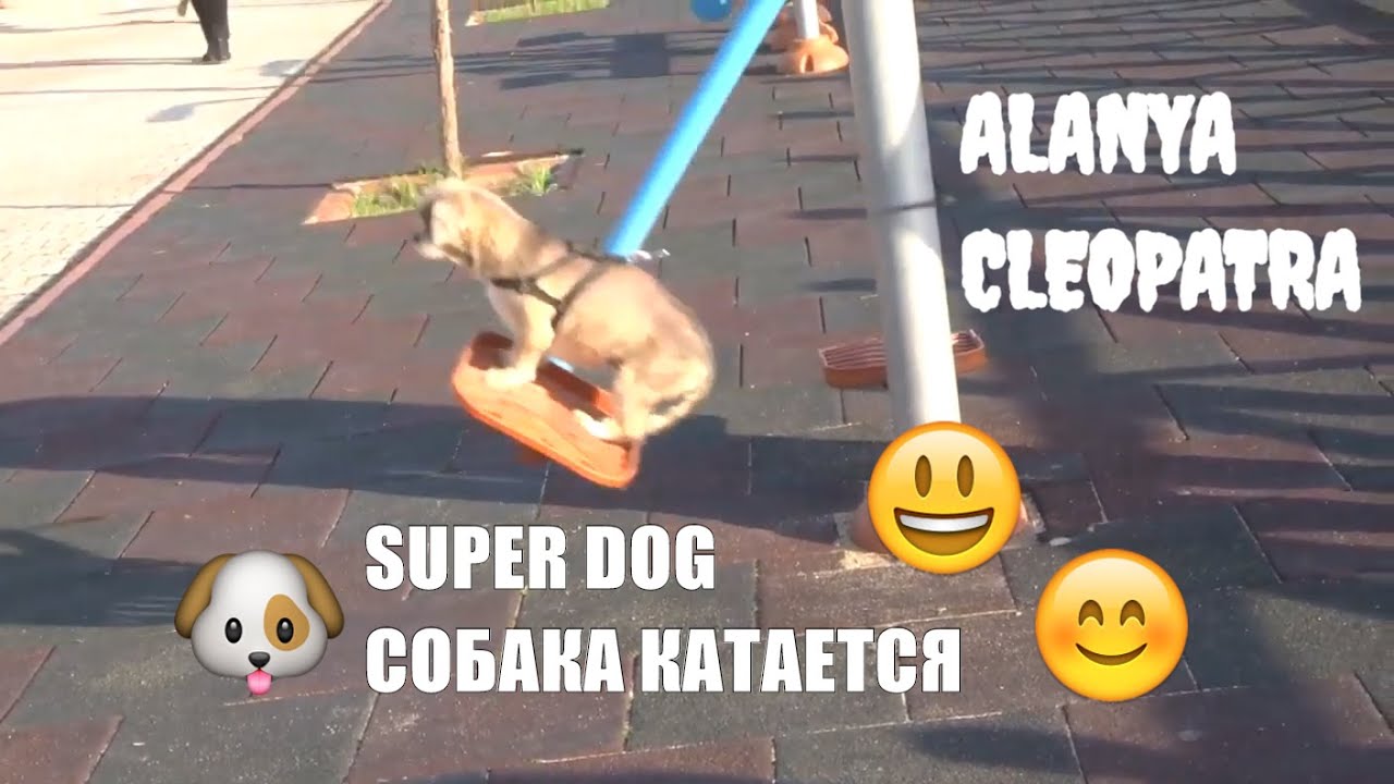Собака катается на тренажере Аланья Клеопатра Super Dog Training - YouTube