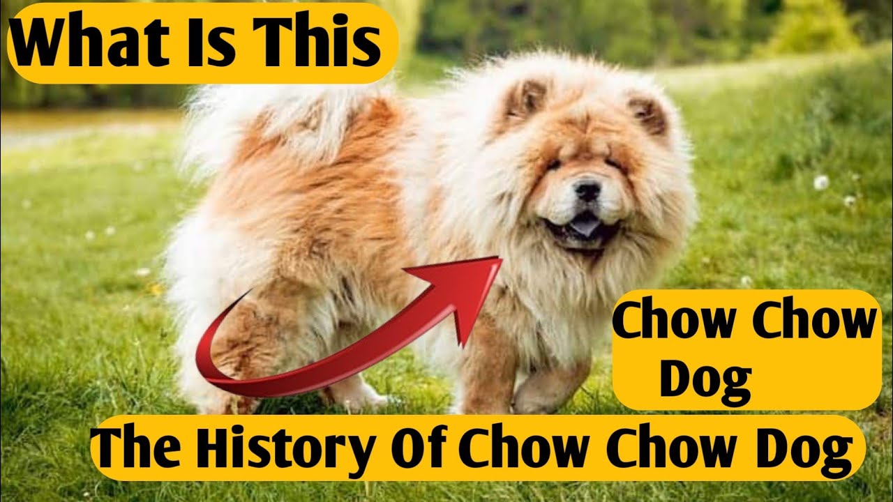 "The Tale of Chow Chows: A Pictorial Journey Through Their Rich History ...