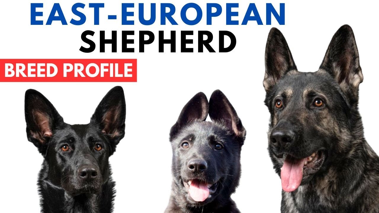 East-European Shepherd Breed Profile History - Price - Traits - VEO Dog ...
