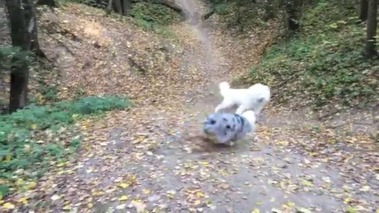 Samoyeds and aussie playing in the autumn forest - YouTube