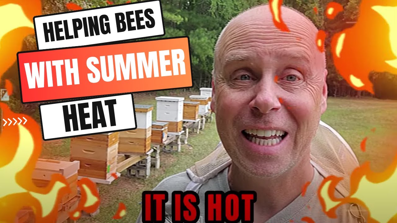 BEES on FIRE! Heatwave Tips from a Seasoned Beekeeper - YouTube