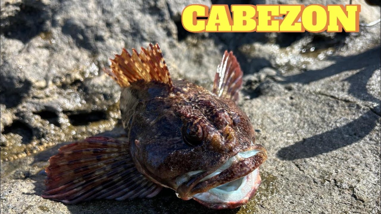 Southern California Shore Fishing For CABEZON - YouTube