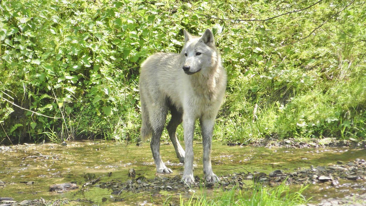 We Met Wolves In The UK | Wolf Watch UK - YouTube