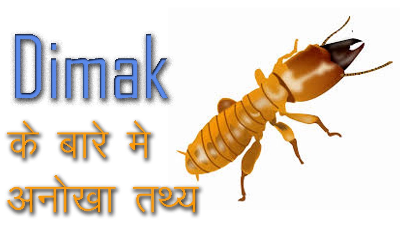 Dimak के बारे में अनोखा तत्य - YouTube