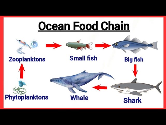 Ocean Food Webs For Kids
