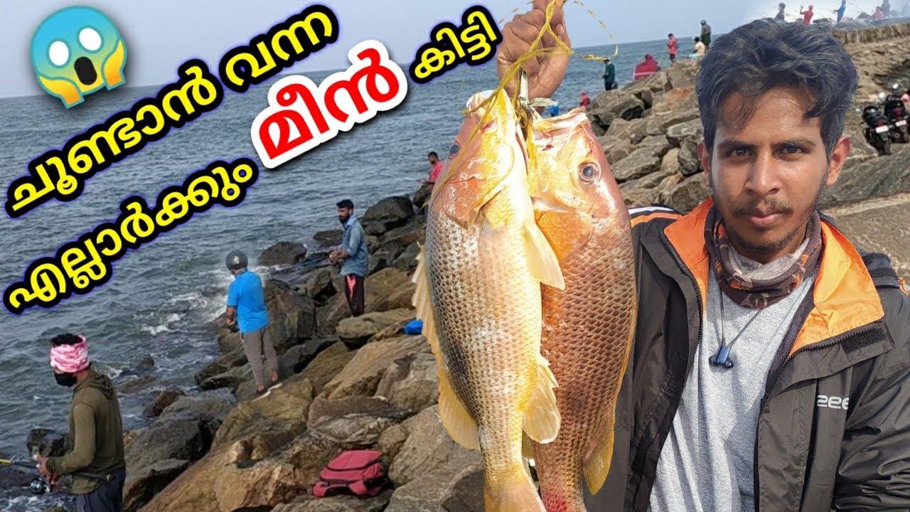🎣Amazing Golden Snapper Fishing Video 😱Mangrove Jack|Mangrove Snapper ...