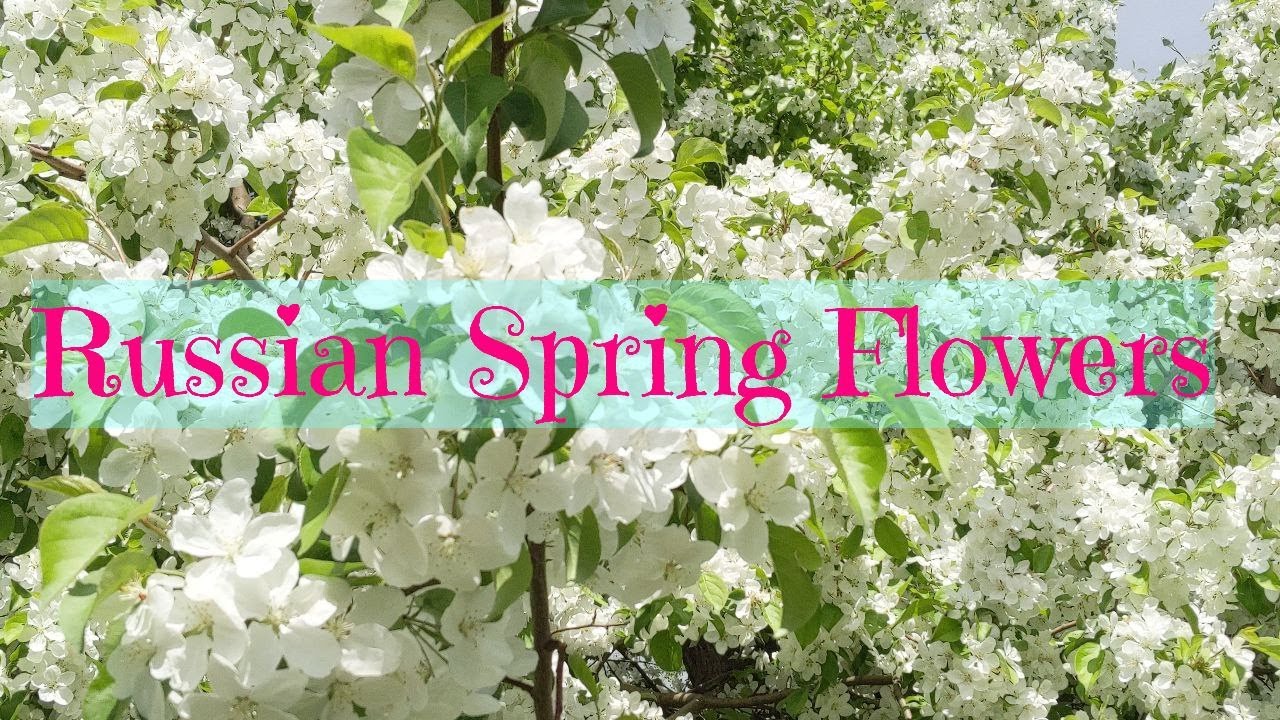 Russian spring flowers & Sushi｜ロシアの春の花と寿司 - YouTube