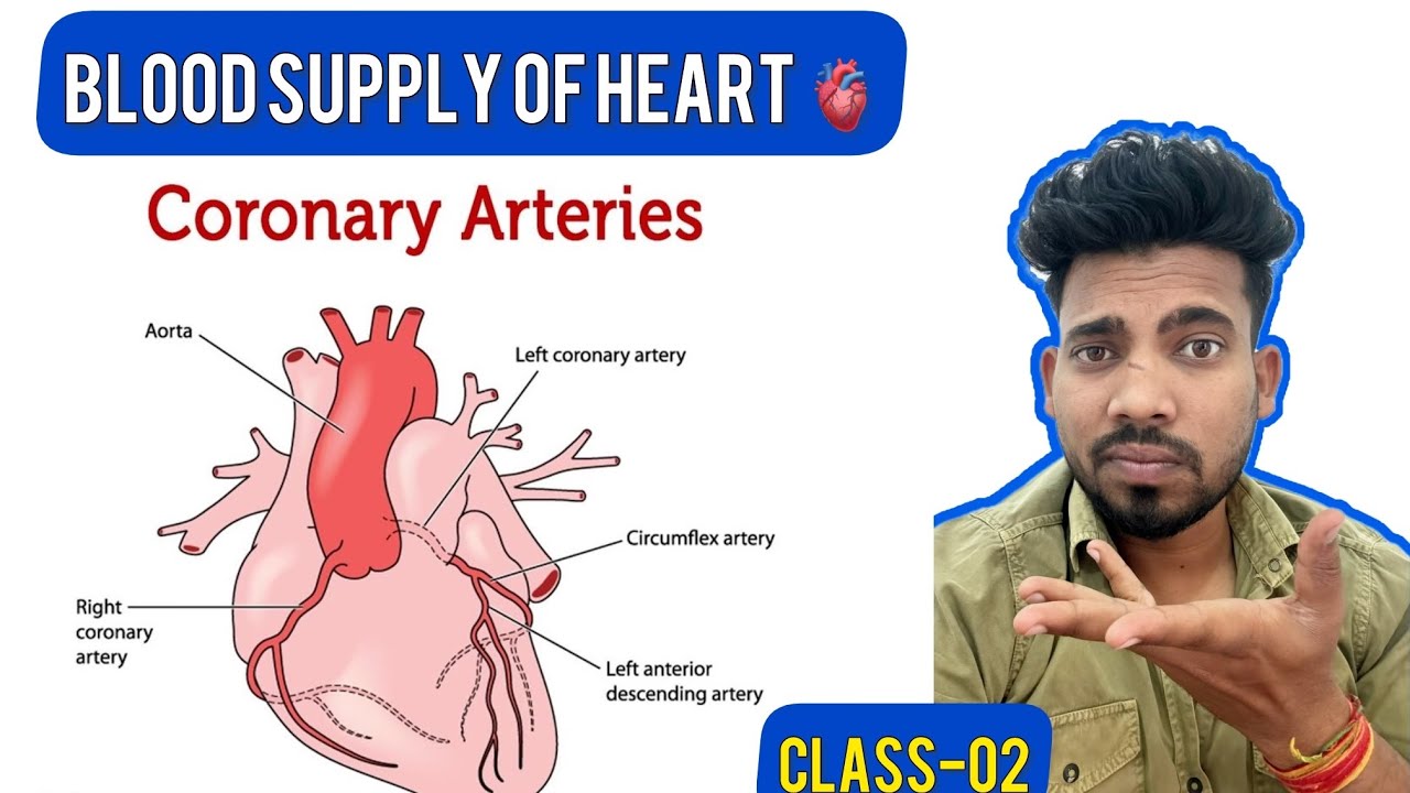 CLASS-2 Blood supply of Heart | 3rd semester online classes - YouTube