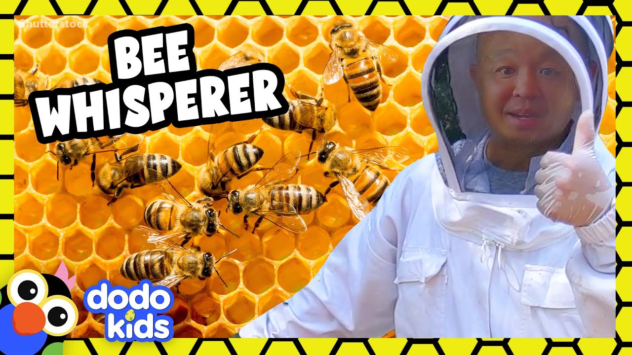 This Bee Rescuer Knows How To Talk To Bees! | Dodo Kids | For The Love ...