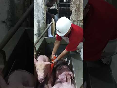 Stunning process for swine slaughtering 🐖🔌⚡