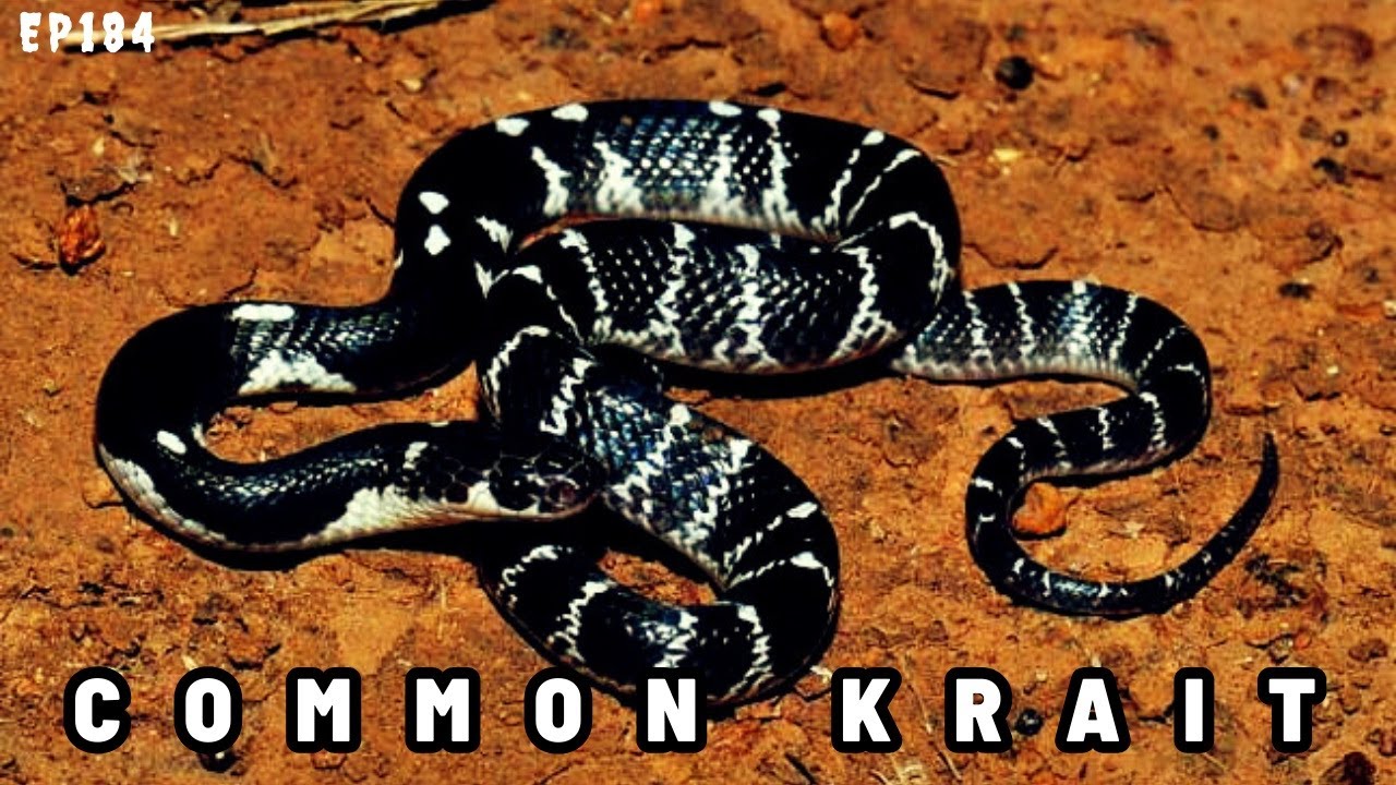 Episode 184: Description Common krait snake - YouTube