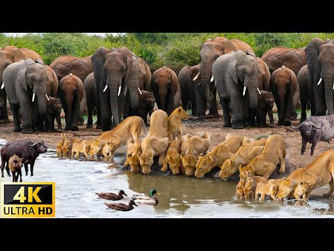 4K Afrikalı Hayvanlar: Hwange Milli Parkı - Gerçek seslerle muhteşem Afrika vahşi yaşam görüntüleri