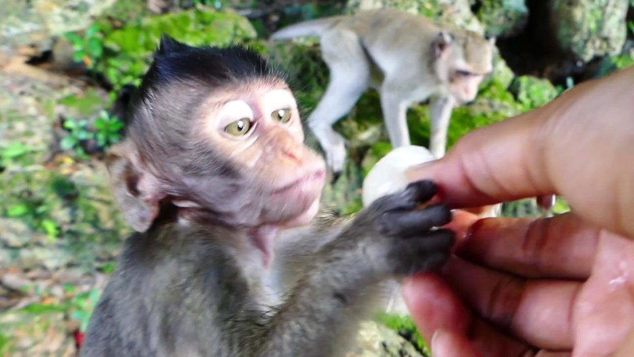 So happy small Carli come-back home | Lover Monkey call & feed Carli ...