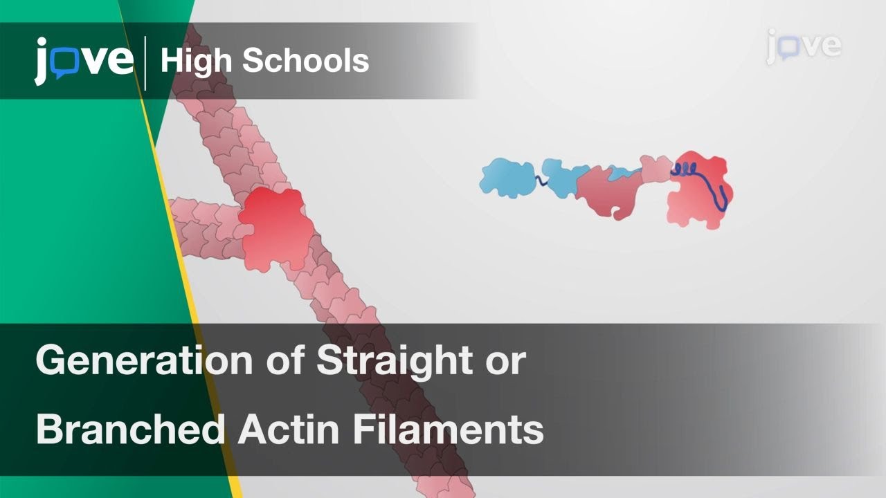 Generation of Straight or Branched Actin Filaments | Cell Bio | Video ...