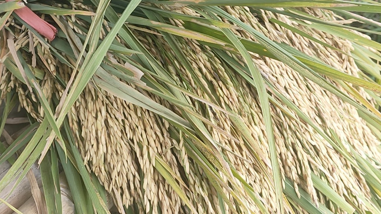 Padi VR 46, Bobot Berat, Bulir Bernas dan Warna Bening - YouTube