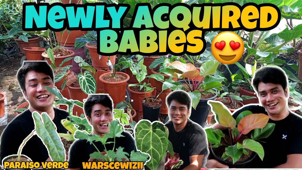 NEWLY ACQUIRED PLANTS | ANG GAGANDA NILA😍 | MARK LASACA - YouTube