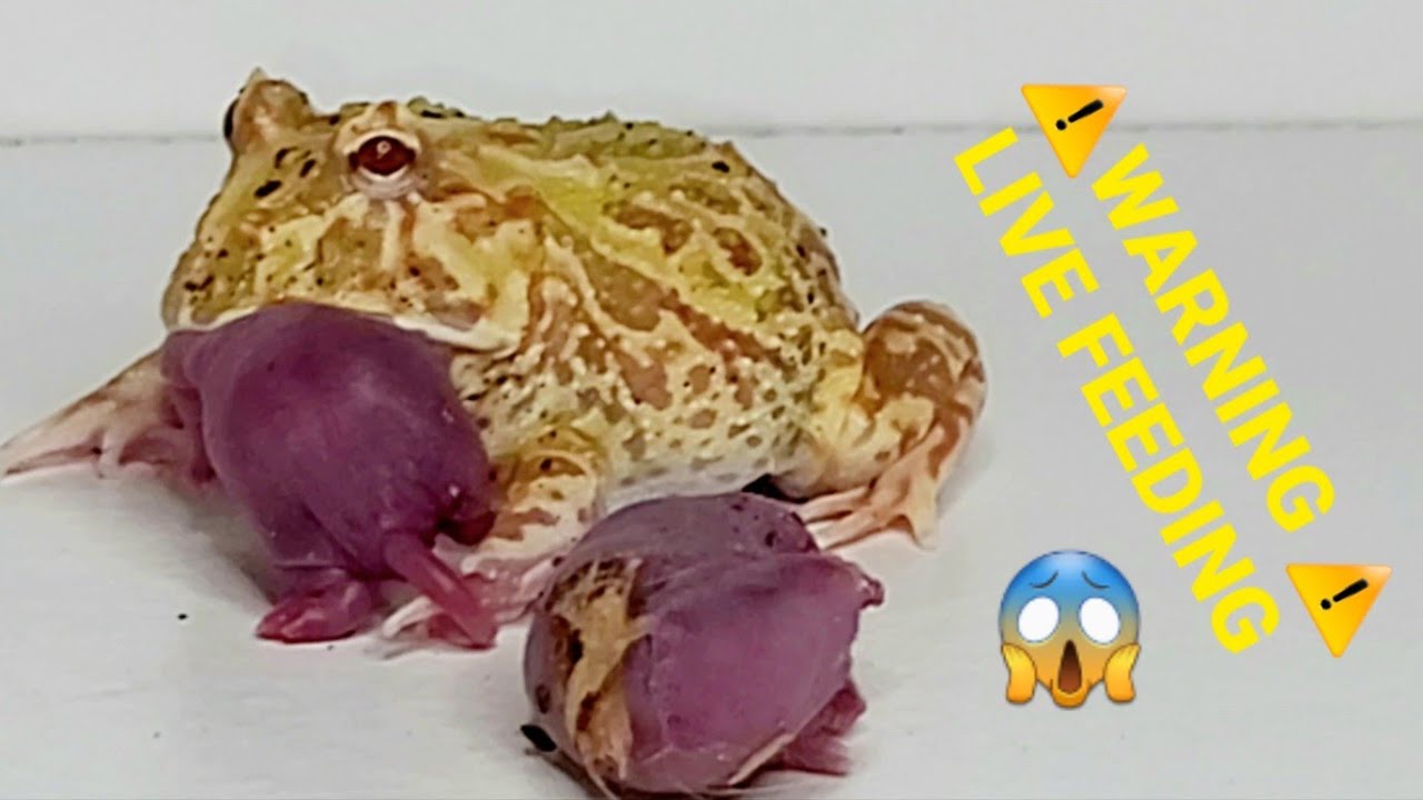 Warning | Pacman Frog Eats 2 Rats | Live Feeding - YouTube