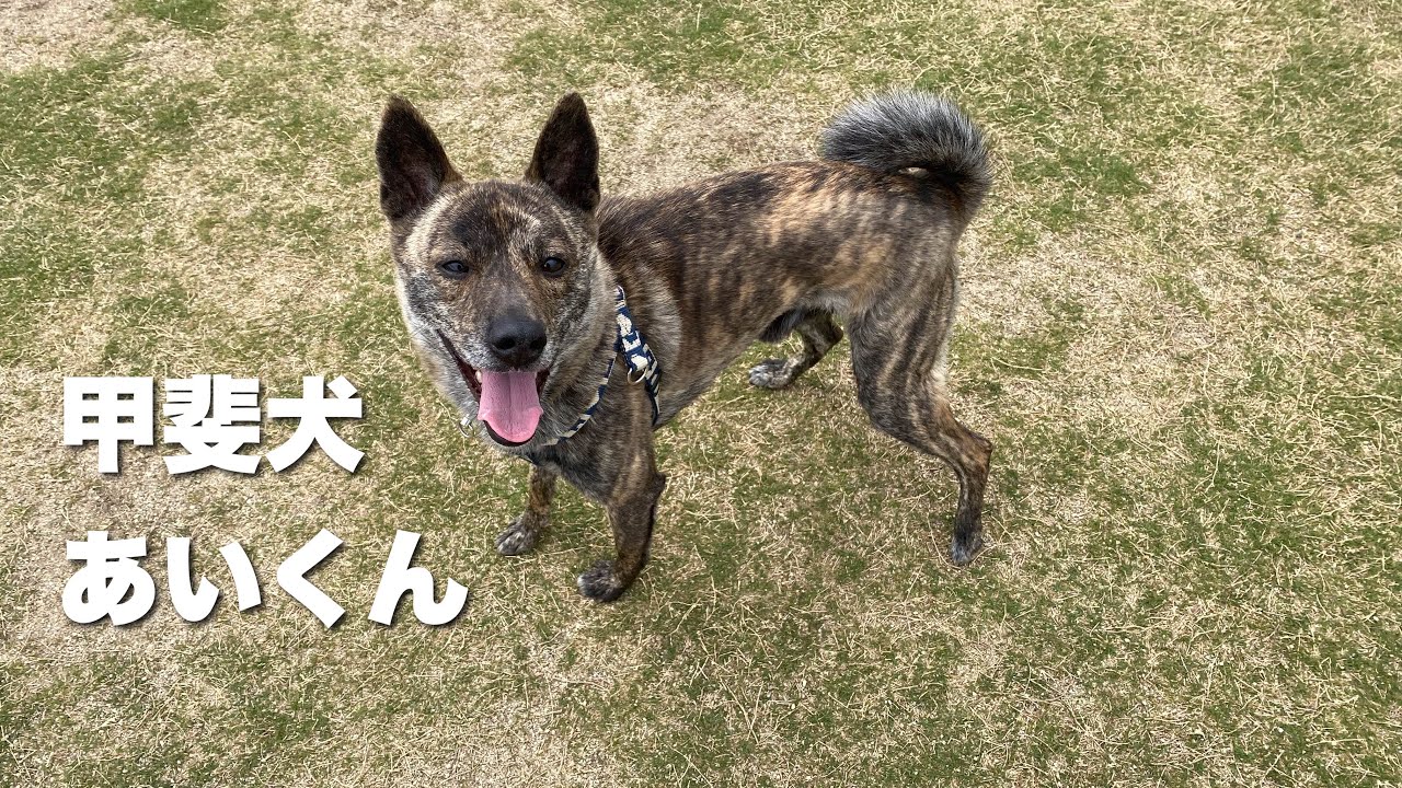 甲斐犬 あいくん【Kai inu】 - YouTube