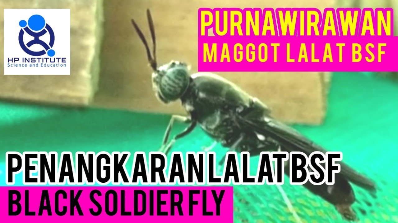 LALAT BSF PAKAN AYAM DAN LELE - Siklus Hidup Dari Magot Menjadi Lalat ...