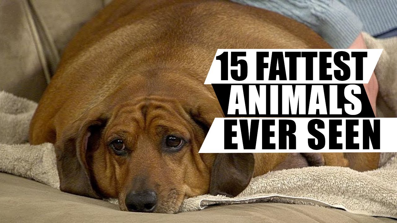 Top 15 Fattest Wild Animals Ever Seen | Fattest Animals In The World ...