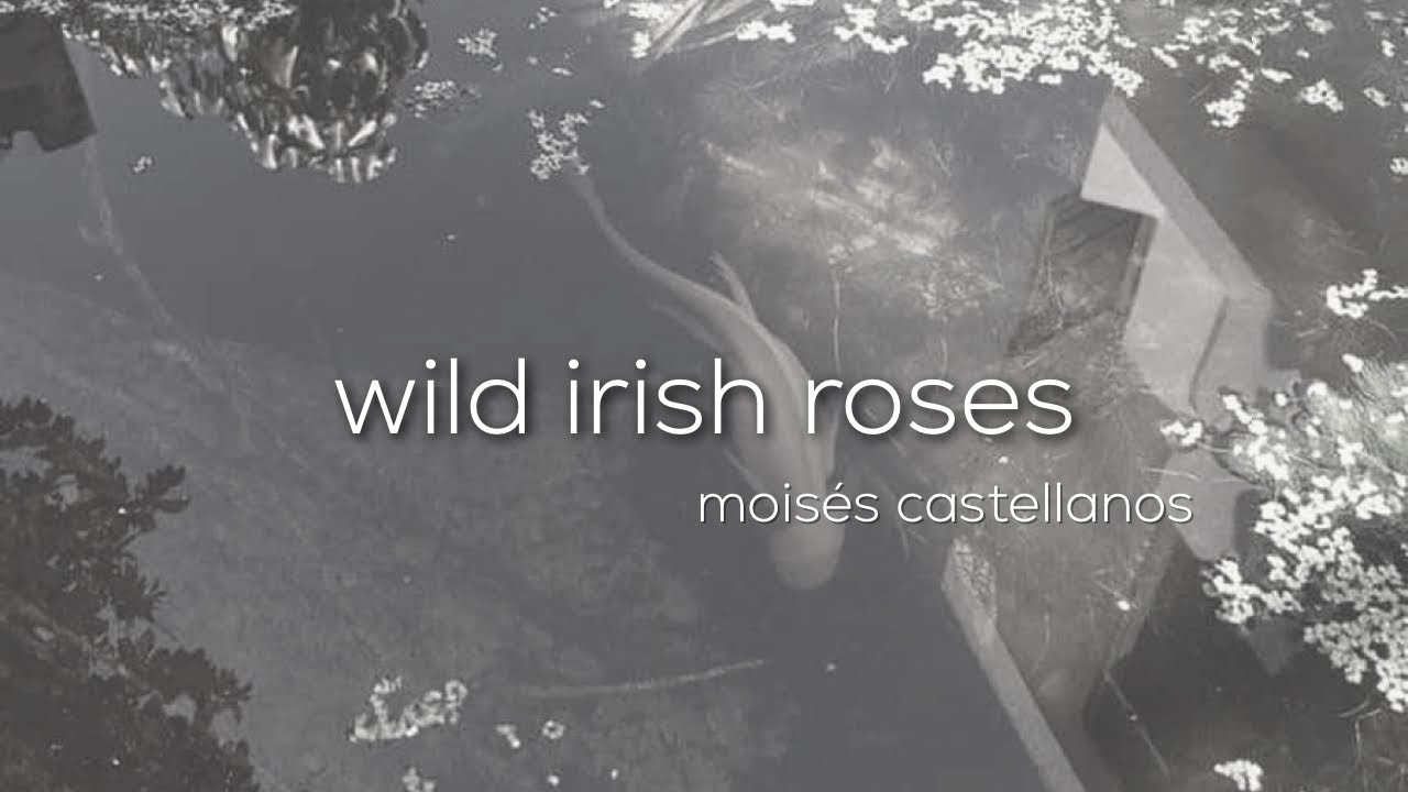 Smino Wild Irish Roses Bass Transcription Youtube