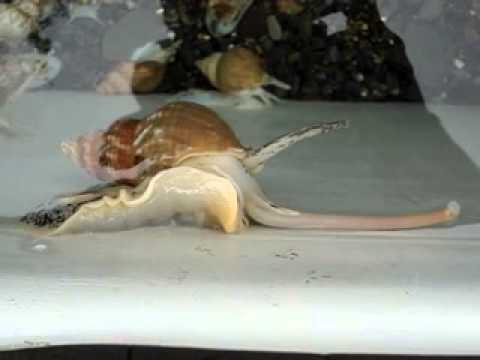 Whelk proboscis 2 - YouTube