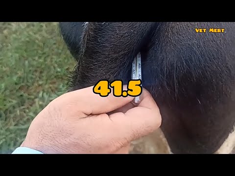 AZERBAYCAN'DA EN ÖLÜMCÜL İNEK HASTALIĞININ TEDAVİSİNE GİTTİK.