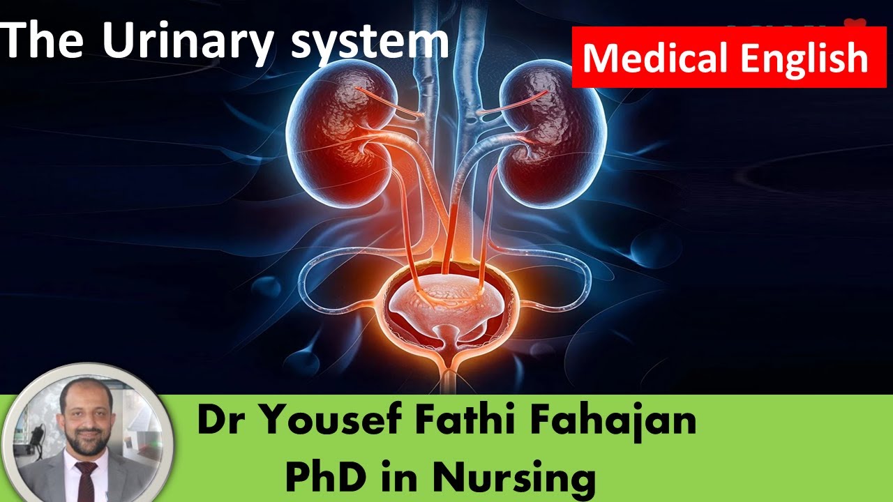 UNIT 7 The urinary system - YouTube